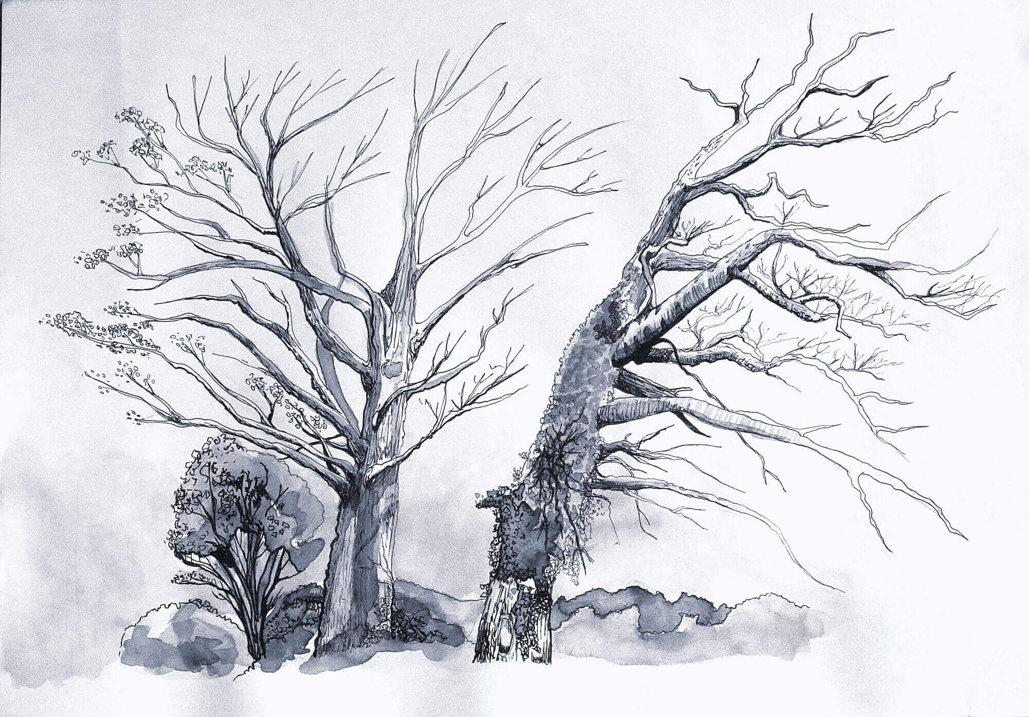 Exercise 2: Larger observational study of an individual tree – Lewis ...