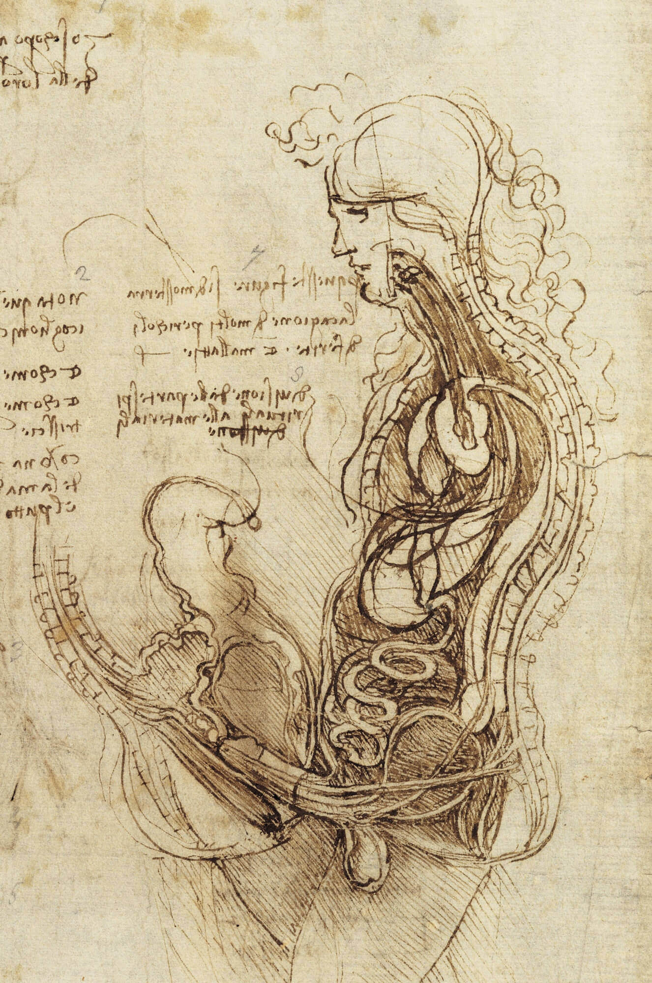 Research point: The underlying structure of the body – Lewis Boughen
