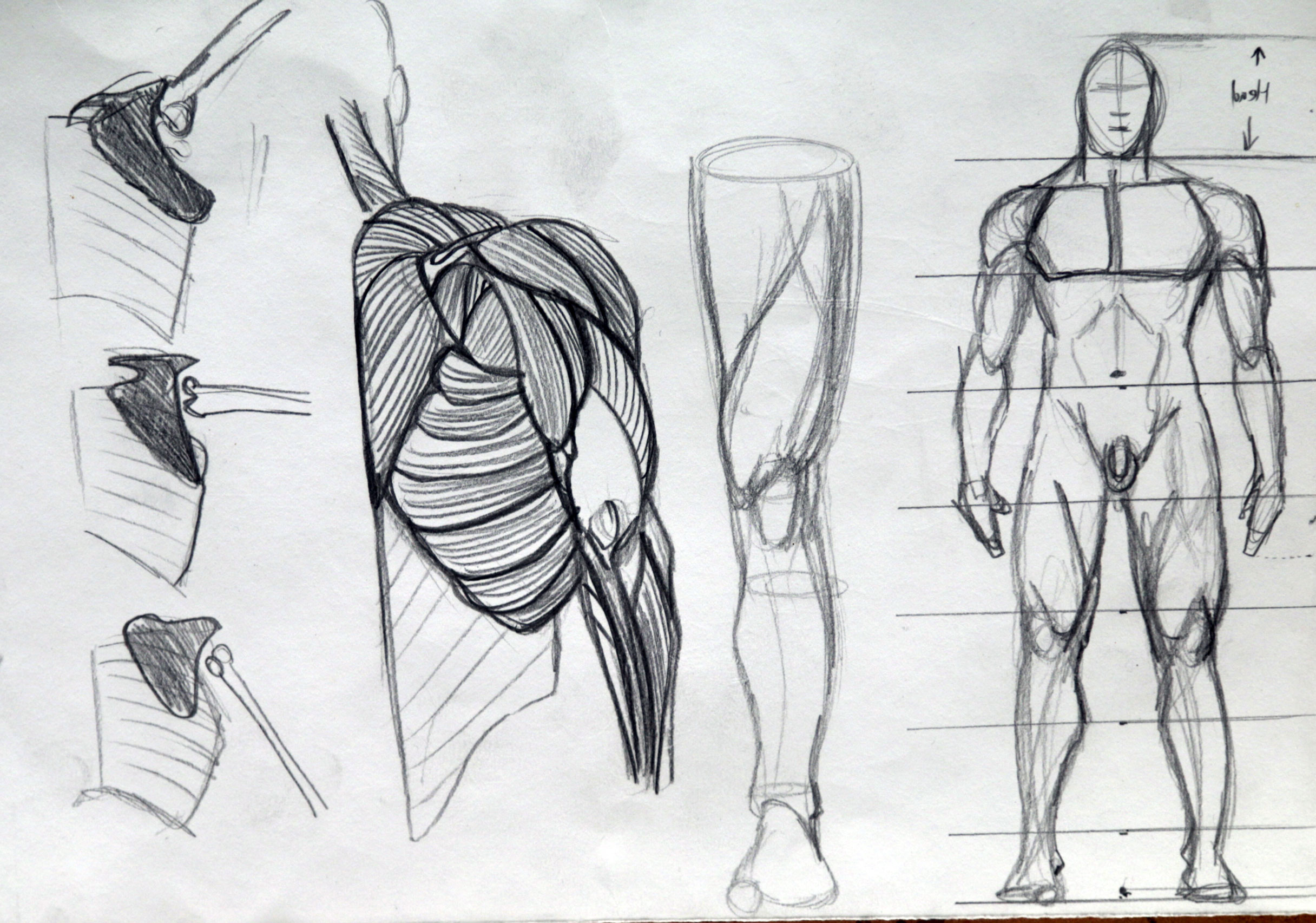 Exercise 1: The structure of the human body – Lewis Boughen