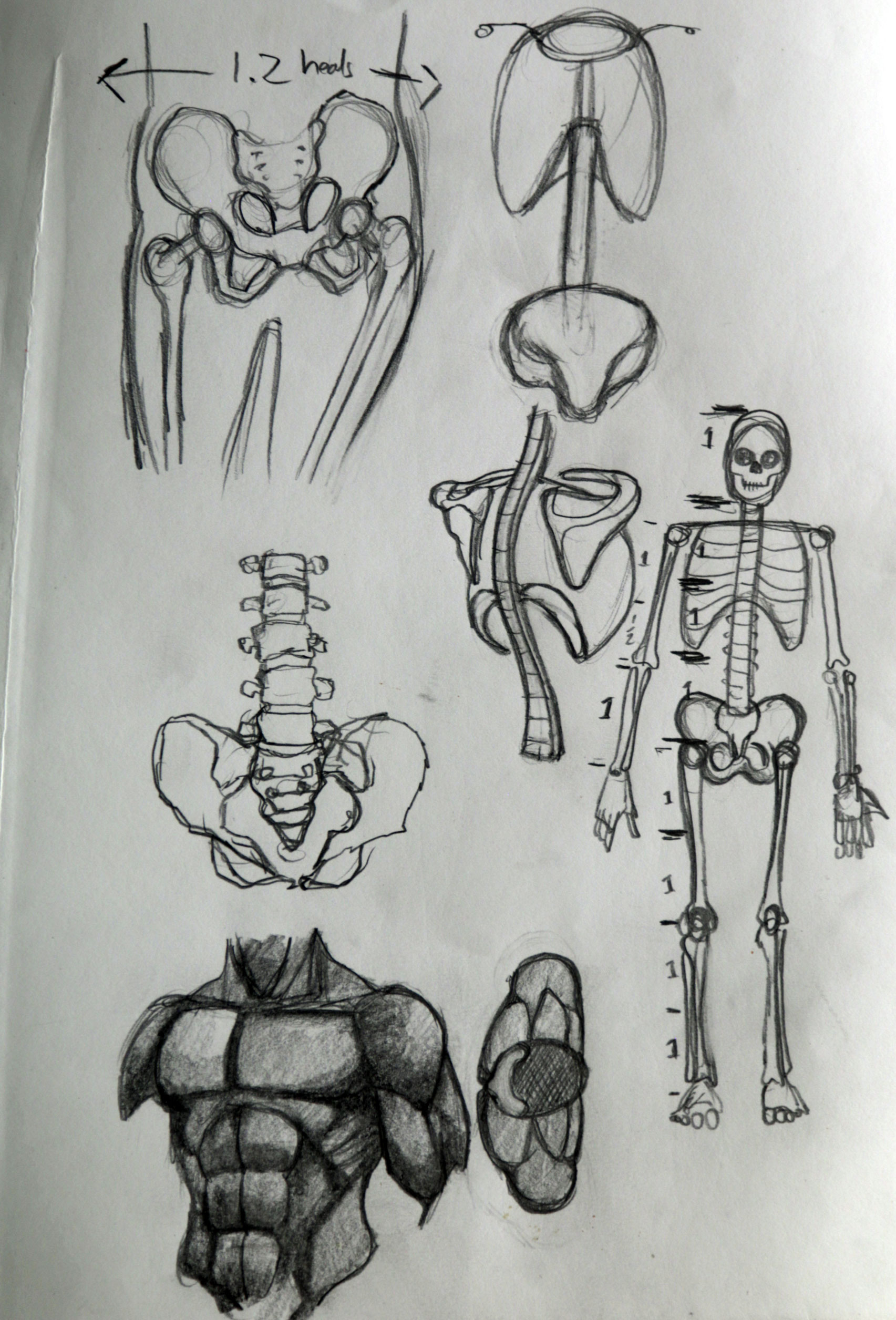 Exercise 1: The structure of the human body – Lewis Boughen